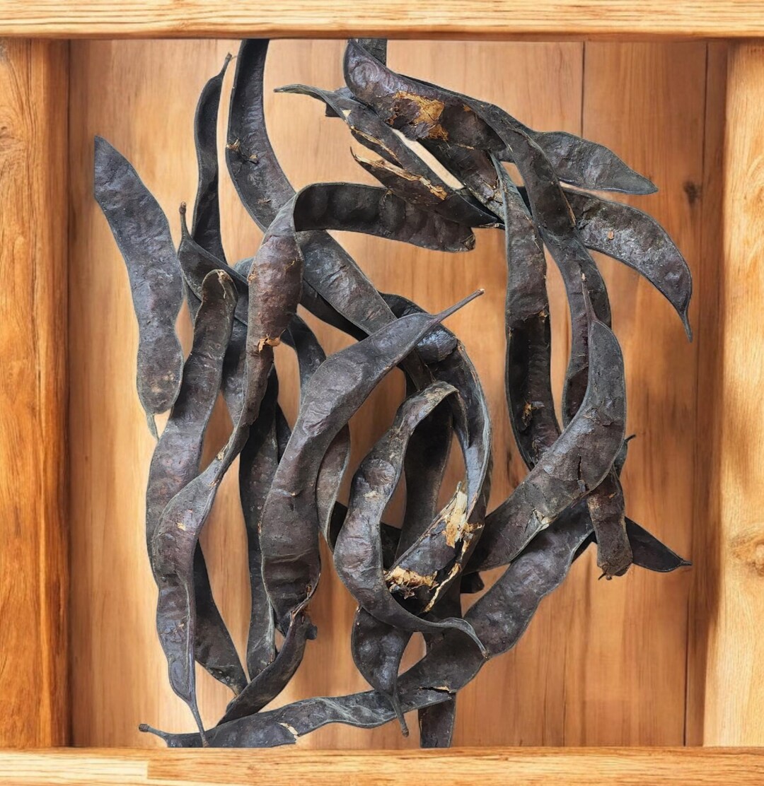 Dried Honey Locust Tree Seed Pods - Nature Mixed Media Crafting Supply ...