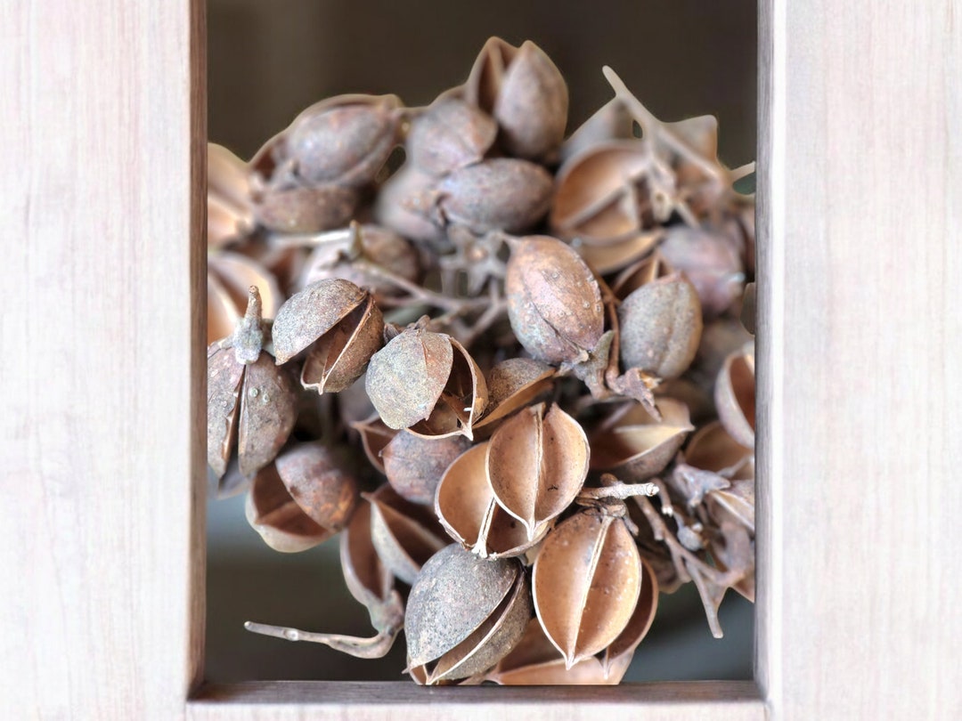 Princess Tree Seed Pods Paulownia Tomentosa Nature's Crafting Supply ...