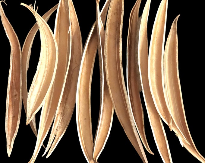 Trumpet Vine Seed Pods/seedless Pods/all Natural Crafting Supplies ...