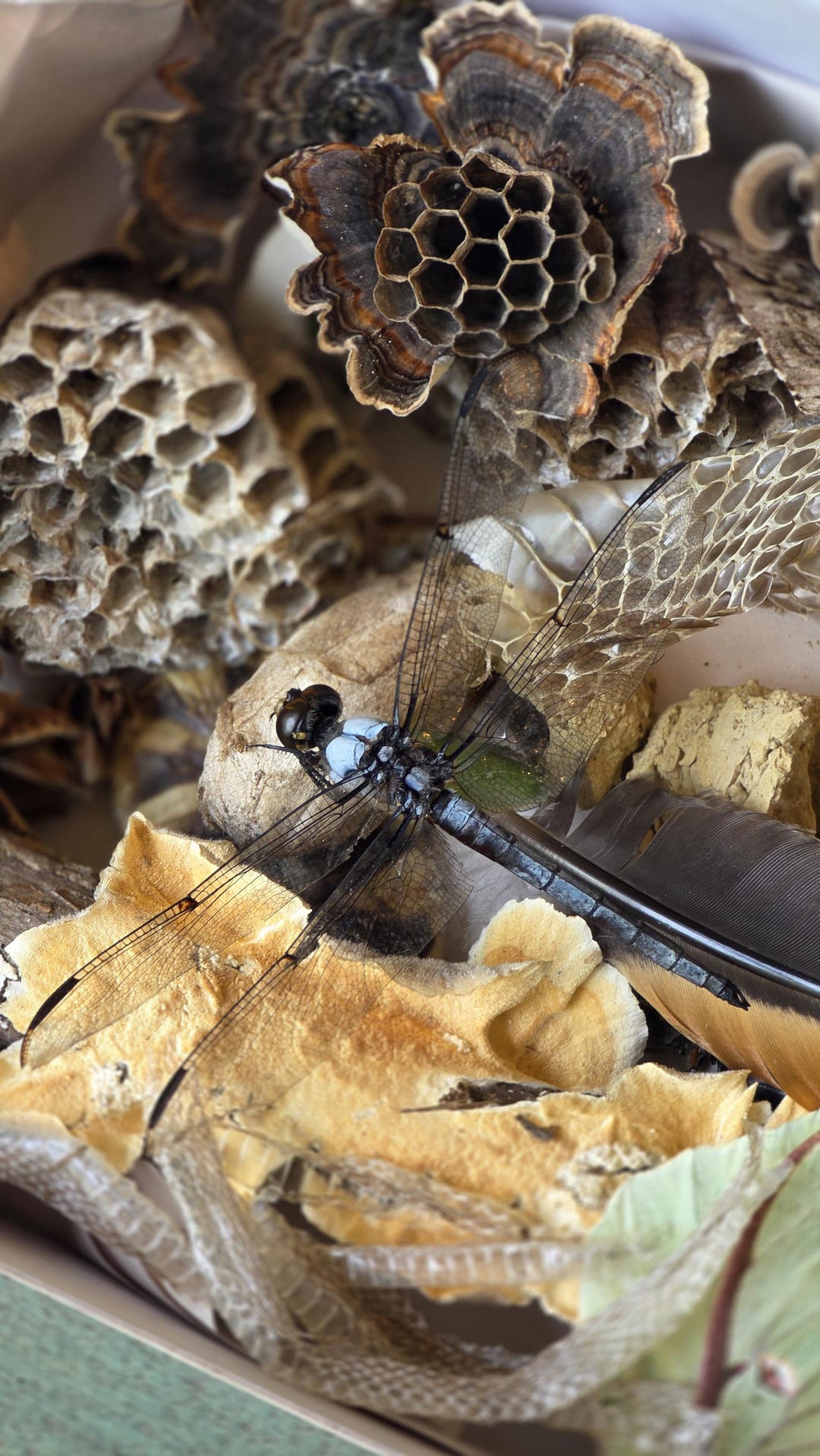 Insect Craft Collection: Snake Skin, Wasp Nest, Luna Moth Wings - Etsy