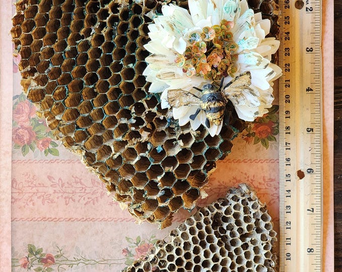Wasp Nests/nature's Décor/oddities/diy Nature Craft Supply/bee Décor ...