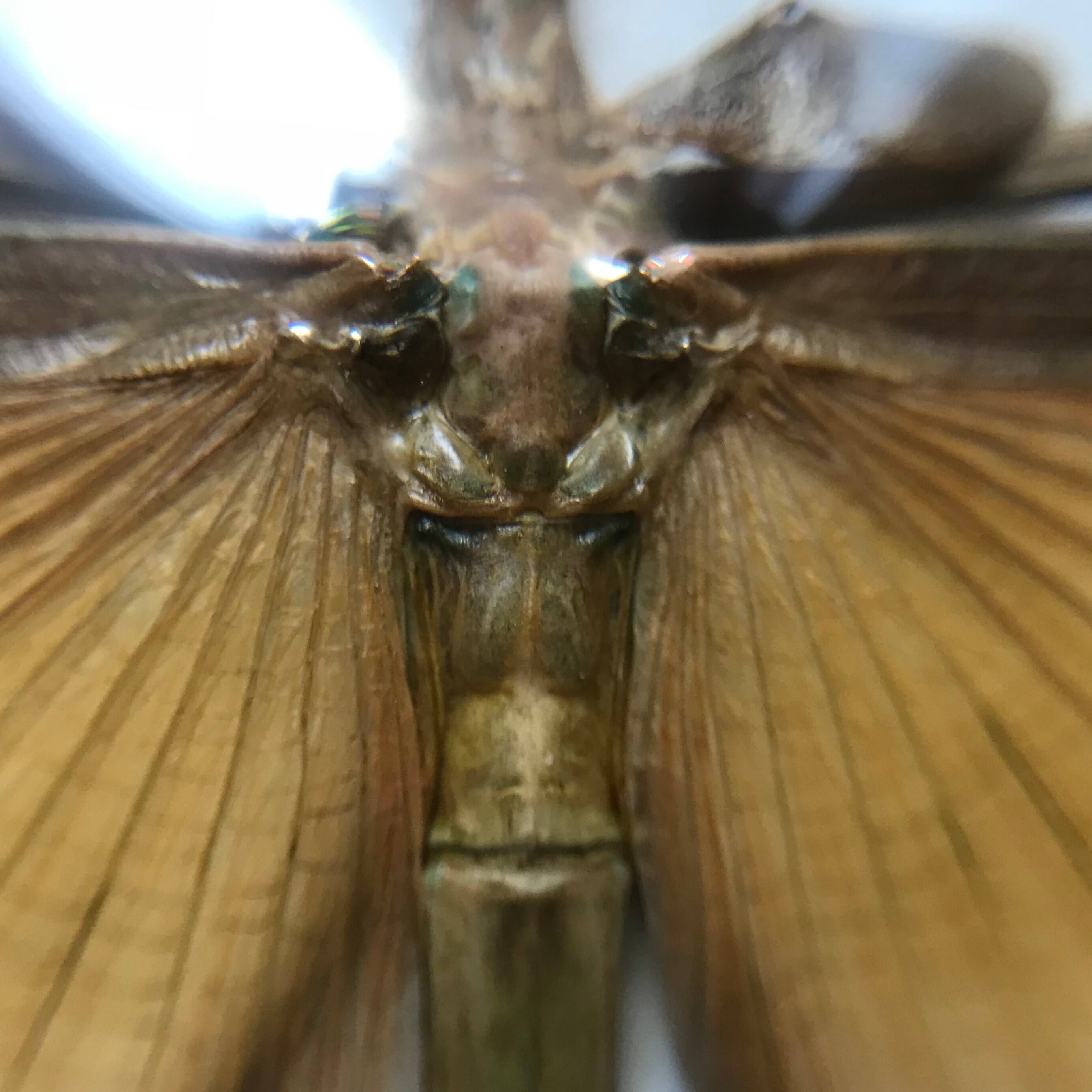 Diapherodes Gigantea Stick Insect Taxidermy Entomology - Etsy