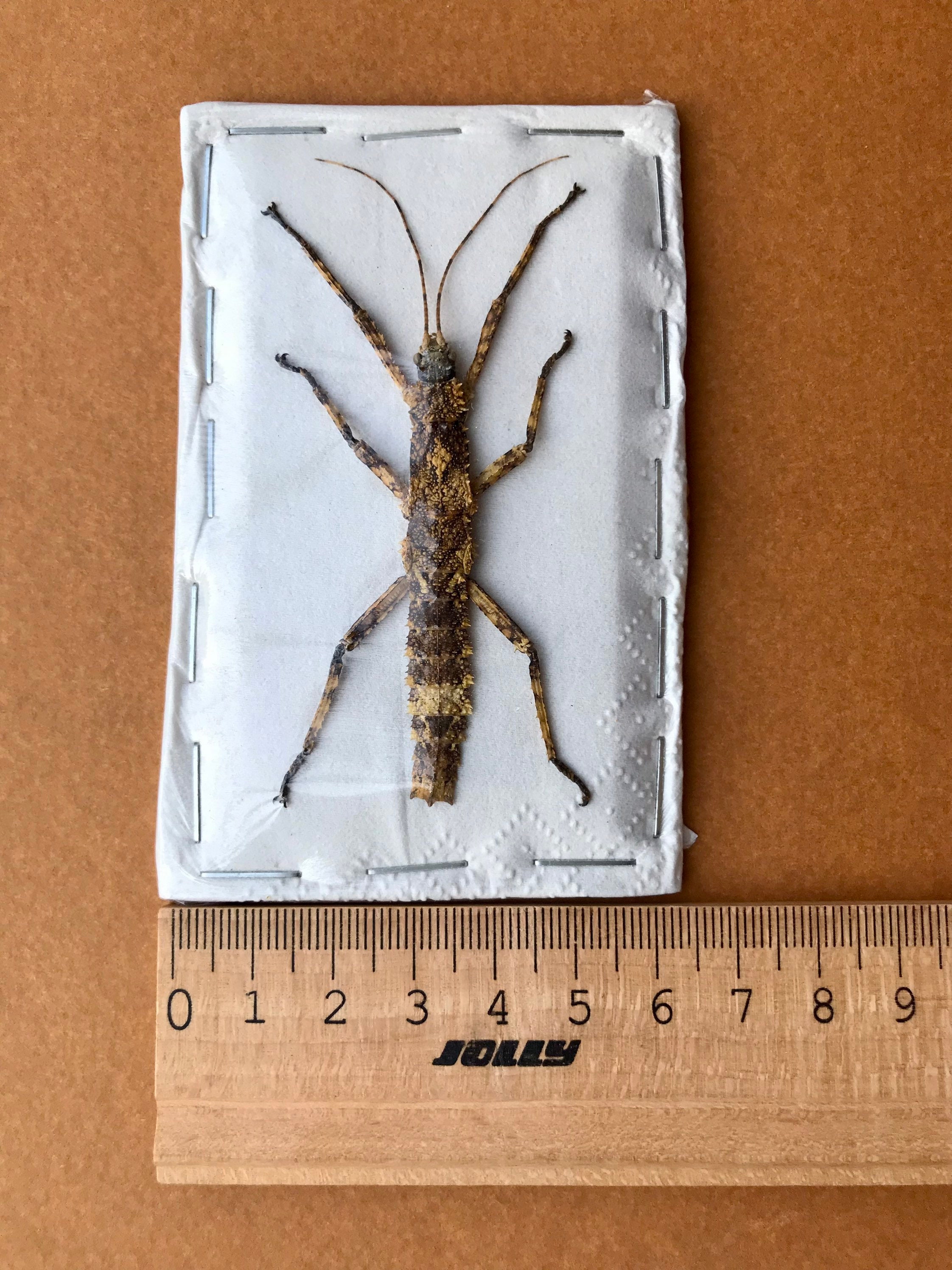 EURYCANTHA INSULARIS Nymph Insect Taxidermy Ready to Be - Etsy