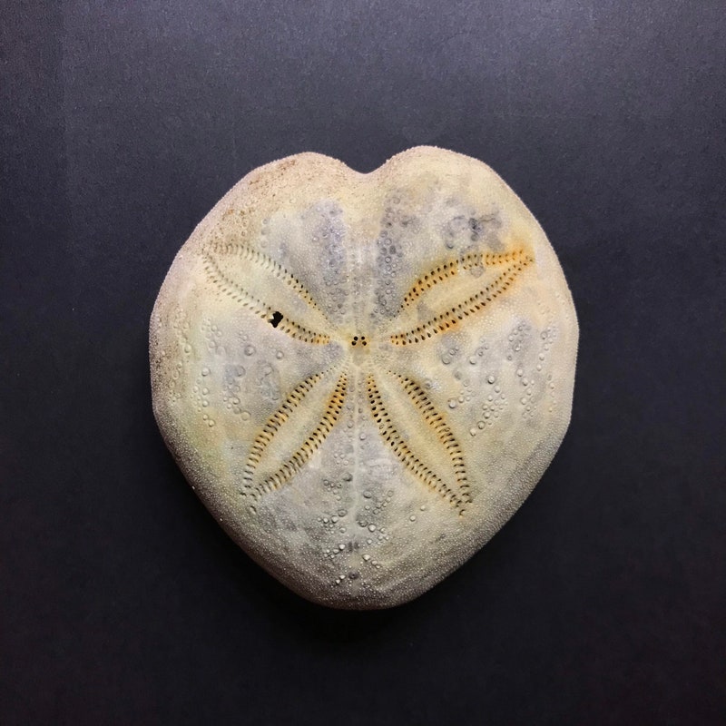 InsectariumPlus - Etsy