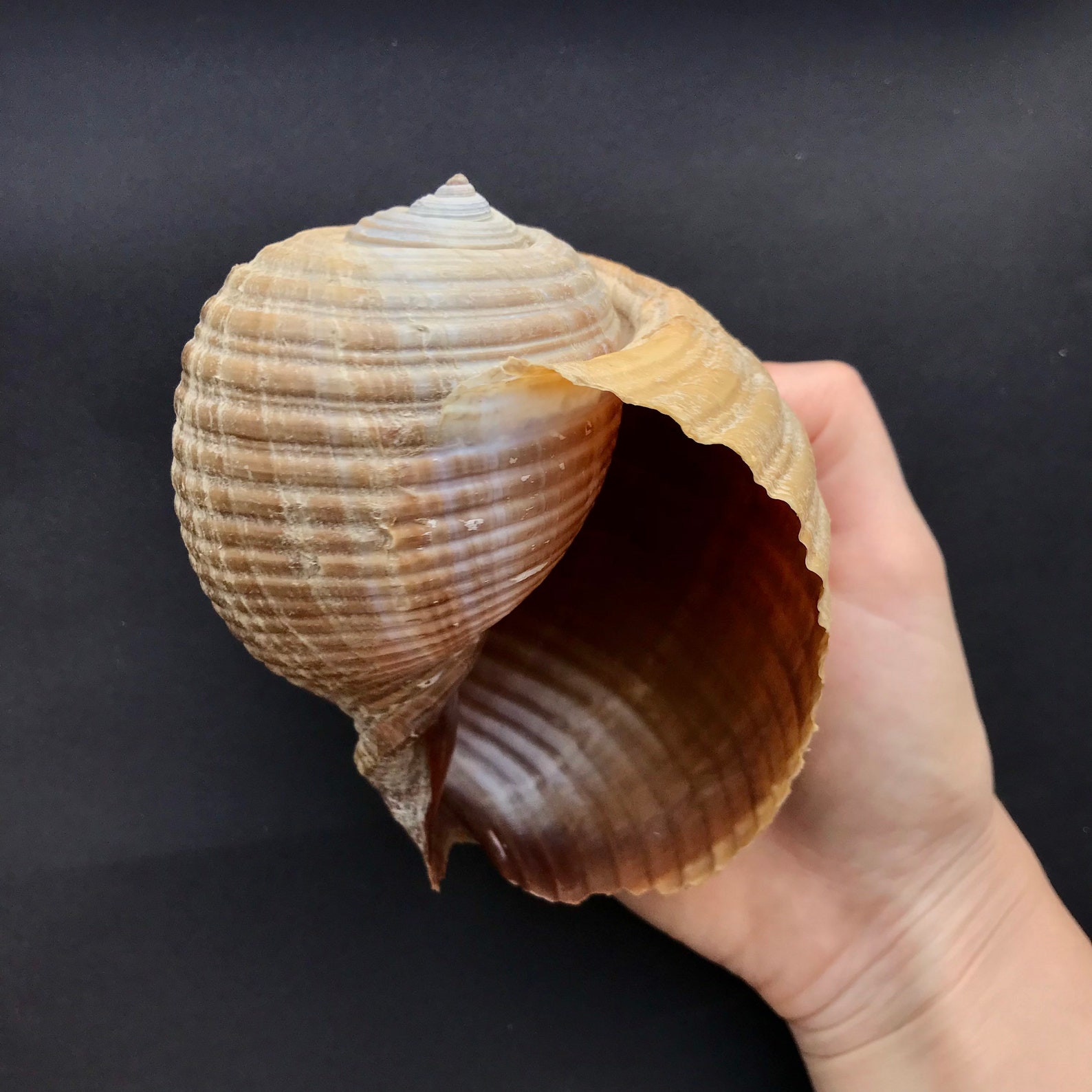 Real Natural Tonna Galea Seashell Untreated Piece Tun Sea - Etsy