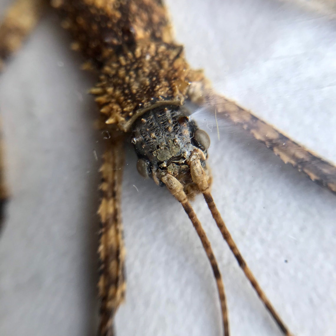 EURYCANTHA INSULARIS Nymph Insect Taxidermy Ready to Be - Etsy