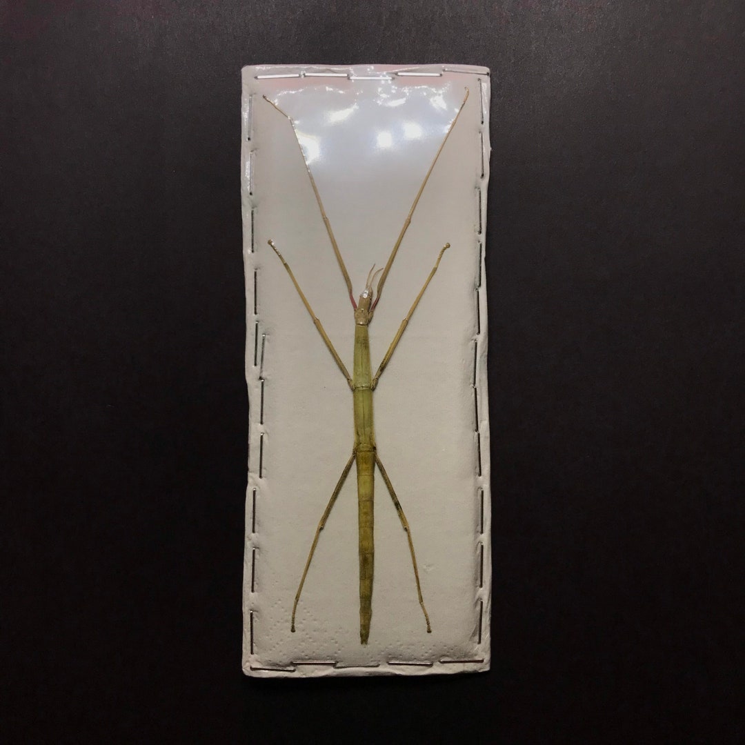 Bacillus Rossius Stick Insect Taxidermy Ready to Be Framed Female ...