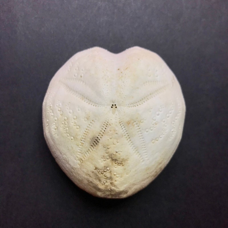 InsectariumPlus - Etsy