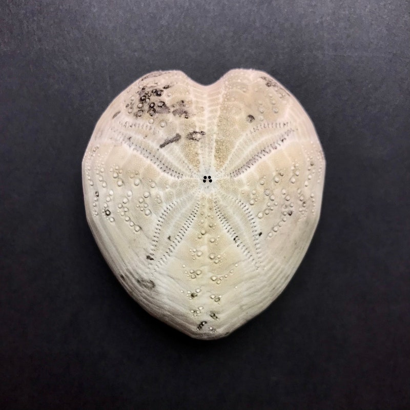 InsectariumPlus - Etsy