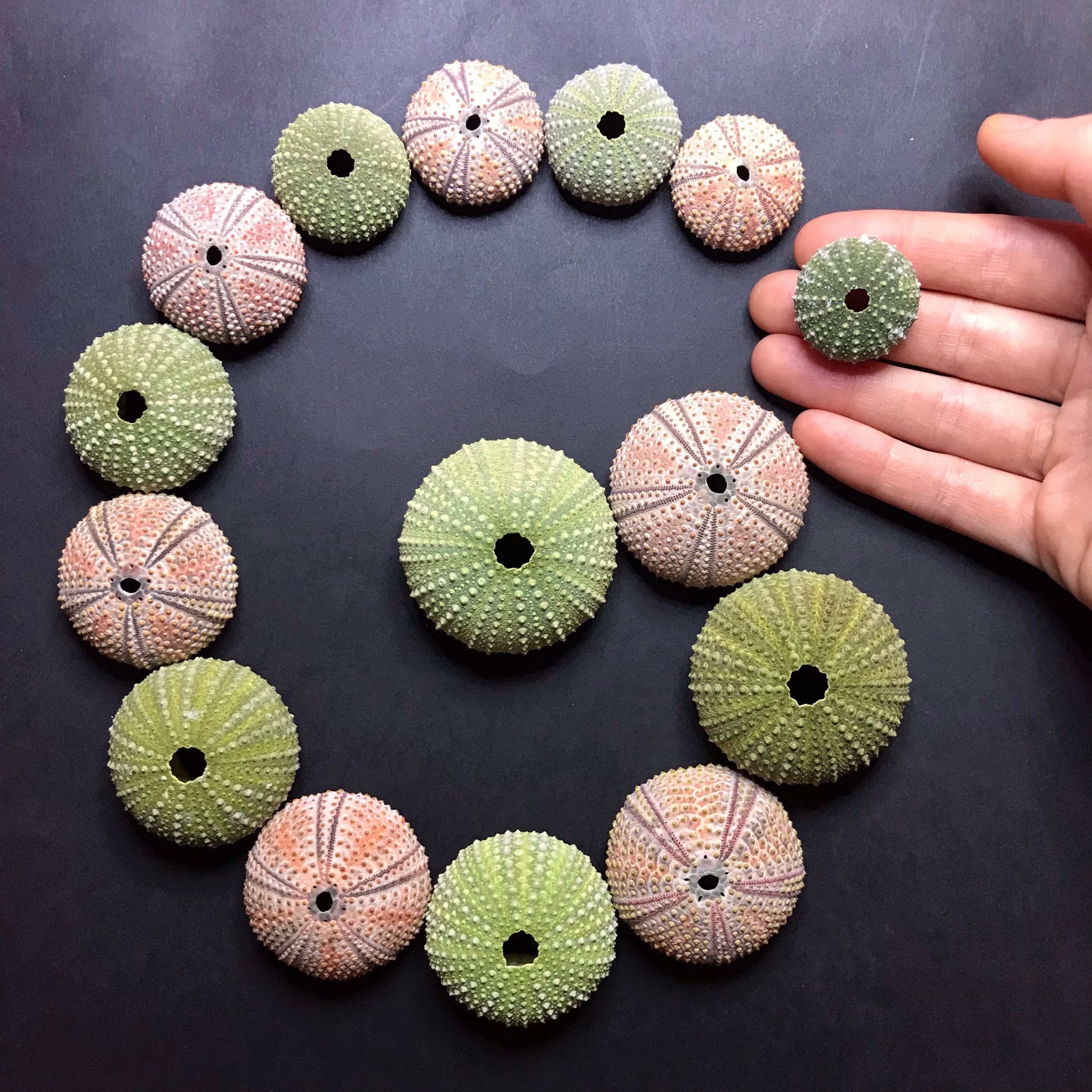 15 Colorful Sea Urchins Real Green and Pinkish-orange Urchin Shells for Crafts, Collection & DIY ...