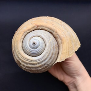 Real Natural Tonna Galea Seashell Untreated Piece Tun Sea - Etsy