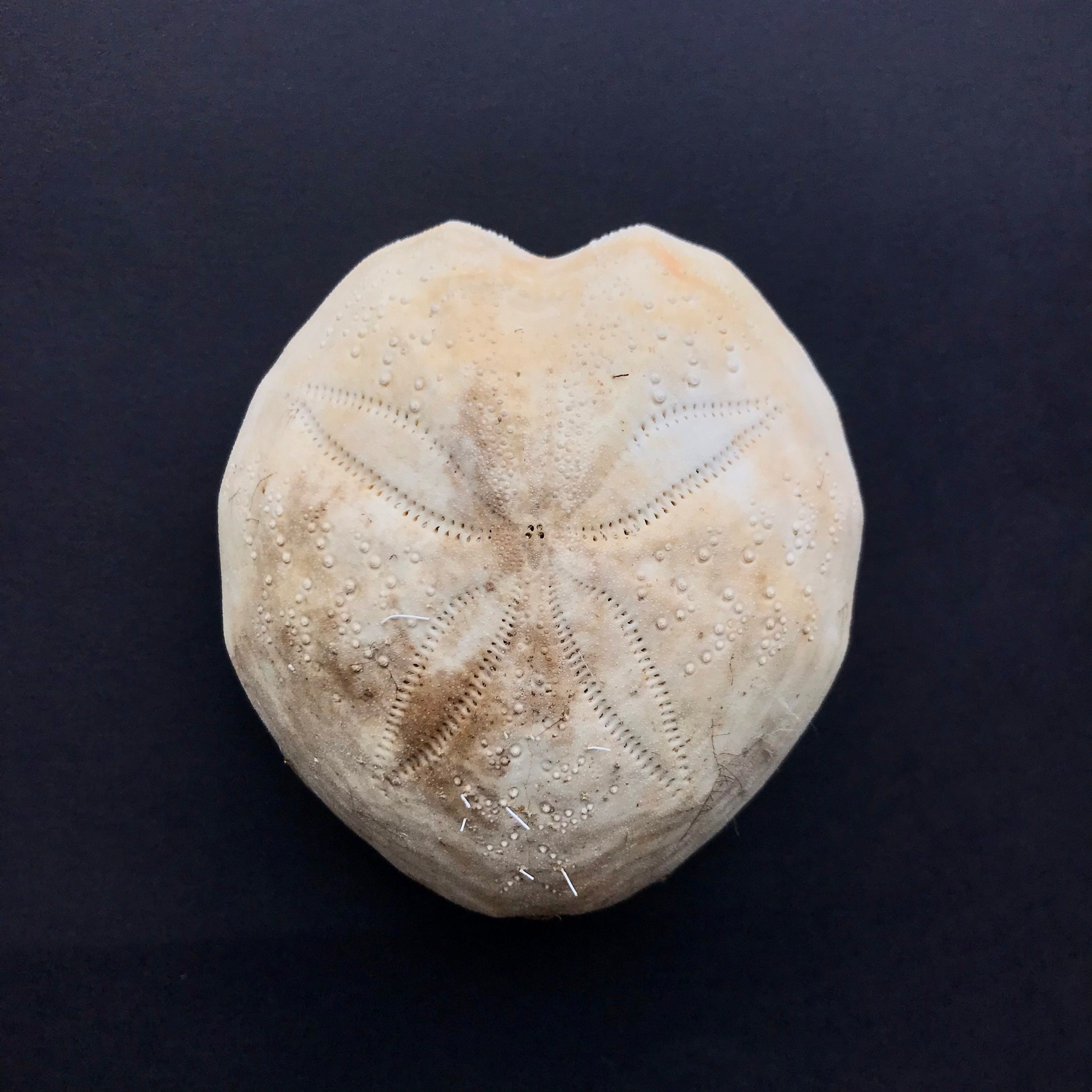 SPATANGUS SP. 7.5cm / 2.95inch Big Heart Sea Urchin White Natural Sea ...