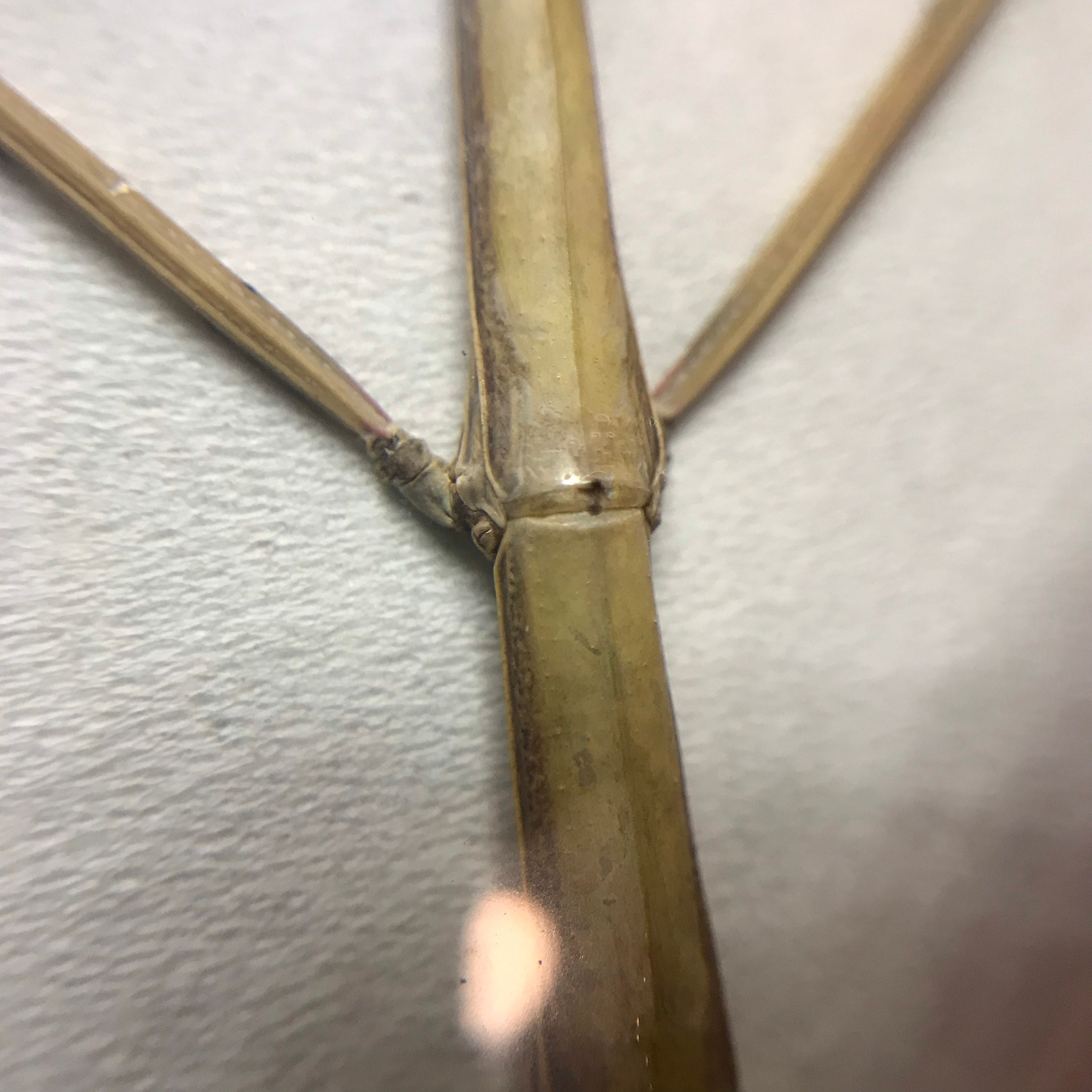 Bacillus Rossius Stick Insect Taxidermy Ready to Be Framed - Etsy