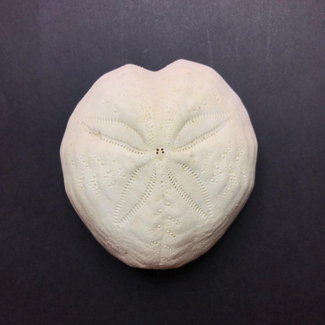 SPATANGUS SP. - 8.3cm / 3.26inch - Big Heart Sea Urchin - White Natural ...