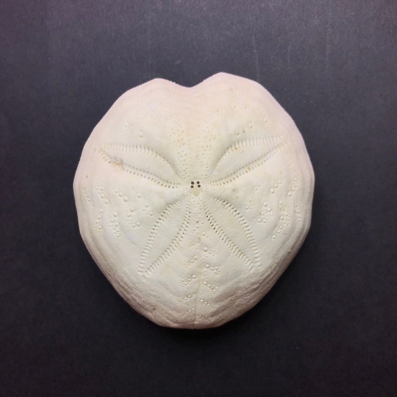 SPATANGUS SP. 8.3cm / 3.26inch Big Heart Sea Urchin - Etsy