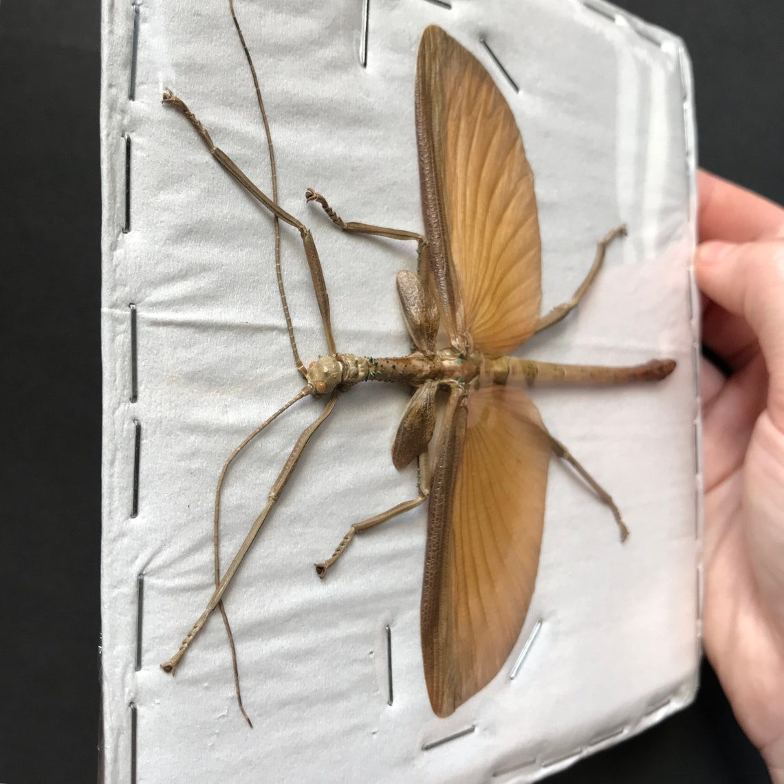 Diapherodes Gigantea Stick Insect Taxidermy Dried Unmounted - Etsy