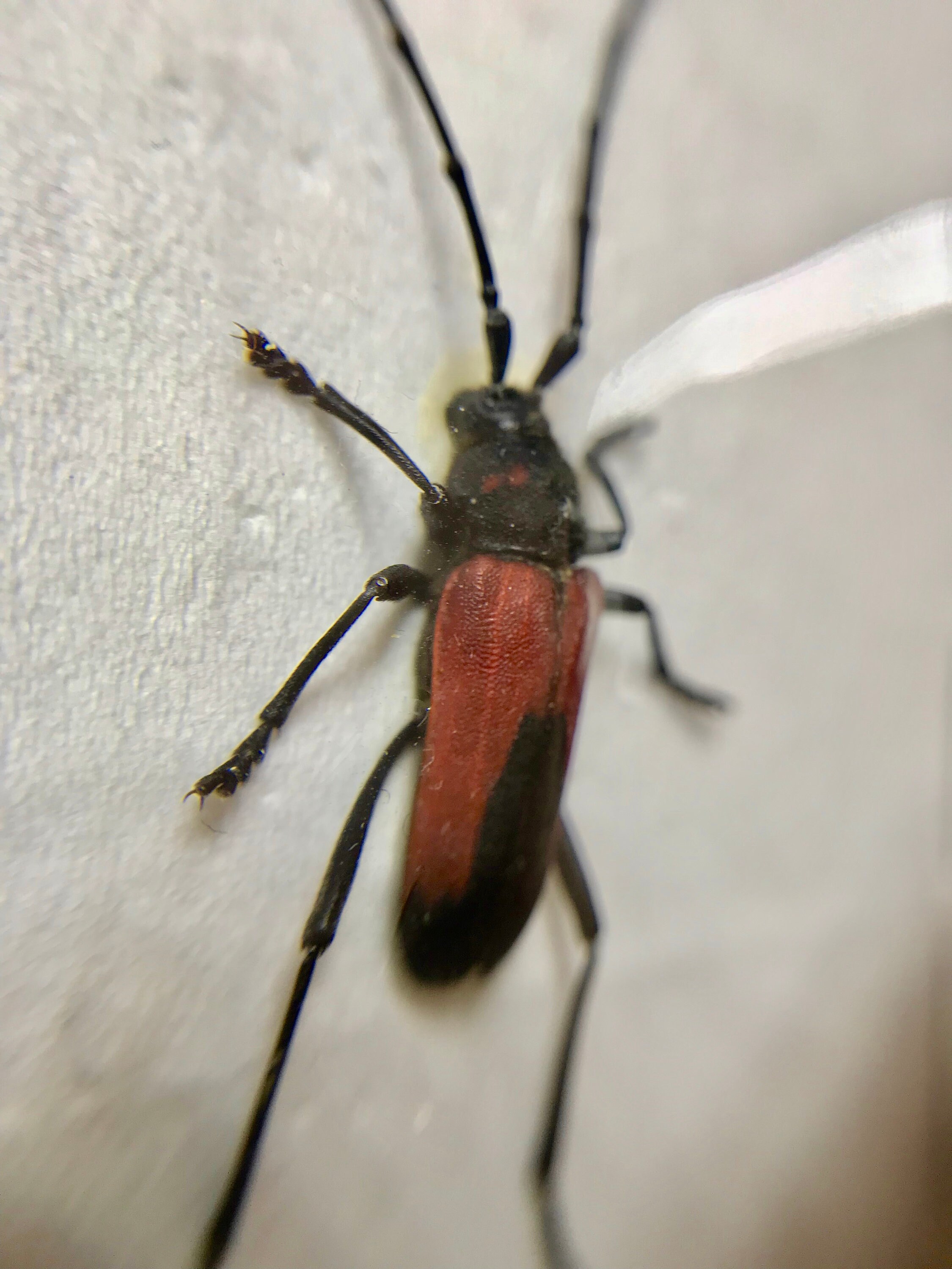 PURPURICENUS Sp Red Beetle Taxidermy Dried Unmounted - Etsy