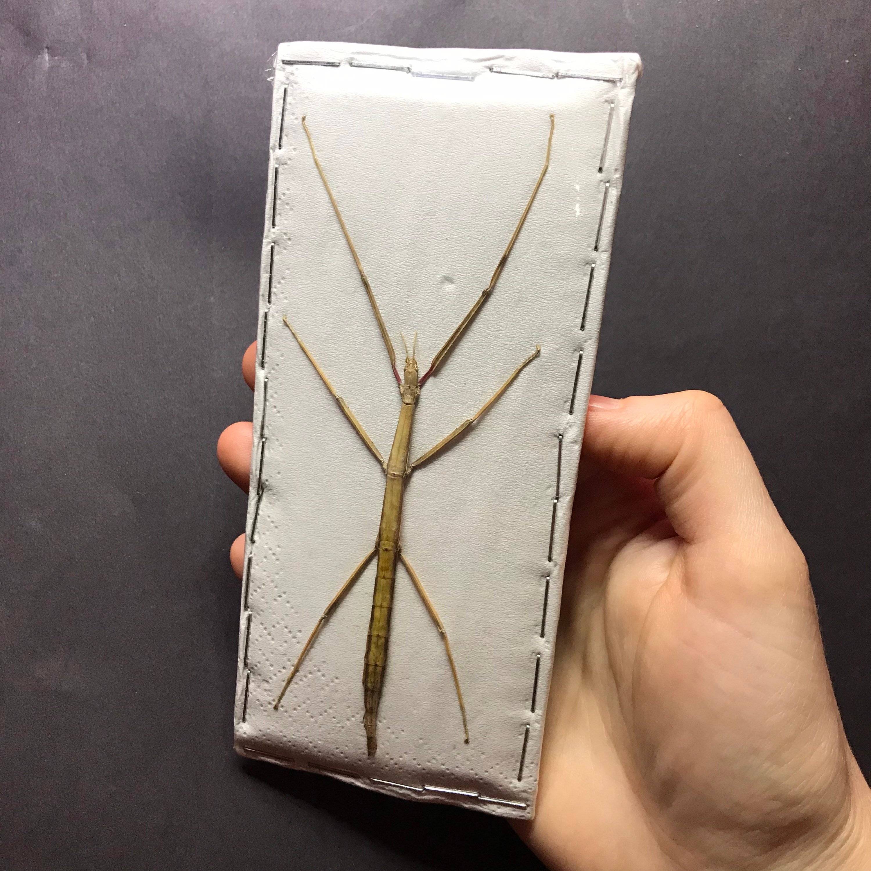 Bacillus Rossius Stick Insect Taxidermy Ready to Be Framed - Etsy