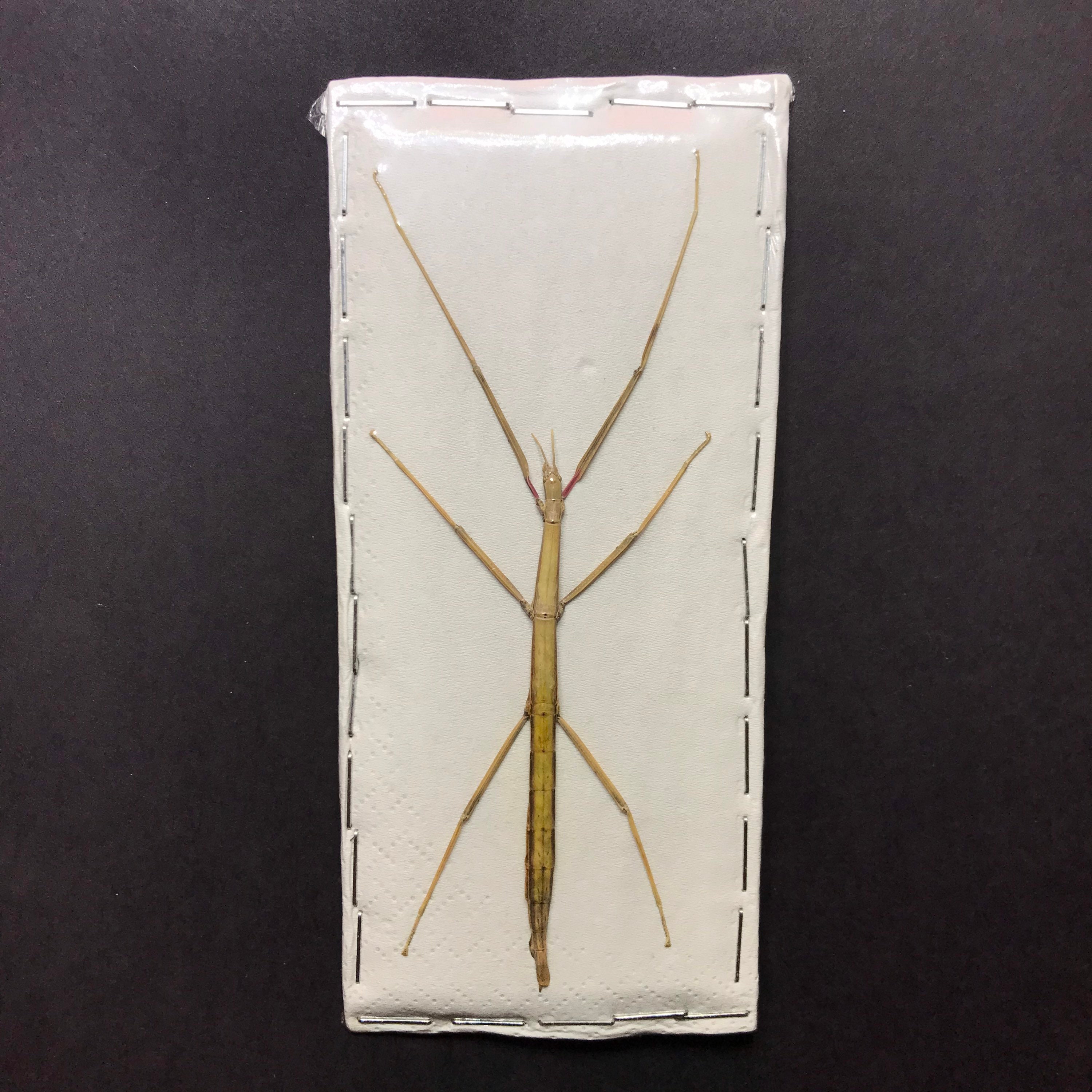 Bacillus Rossius Stick Insect Taxidermy Ready to Be Framed - Etsy