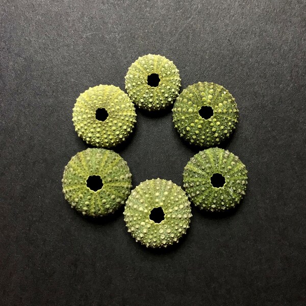 Sea Urchin Shell - Etsy