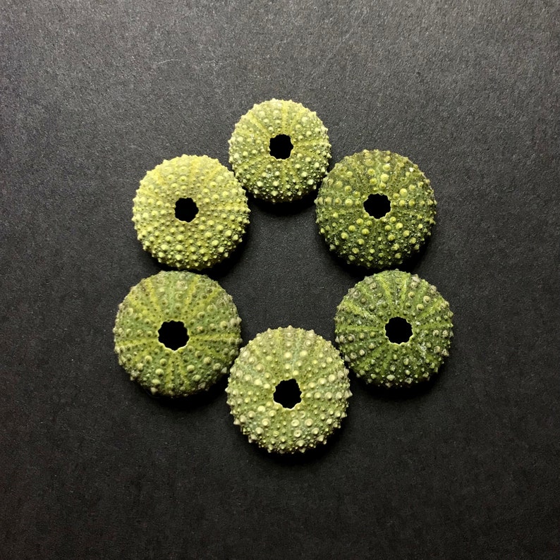 6 Small Green Sea Urchin Shells 16mm 20mm Natural Decorative Seashells ...