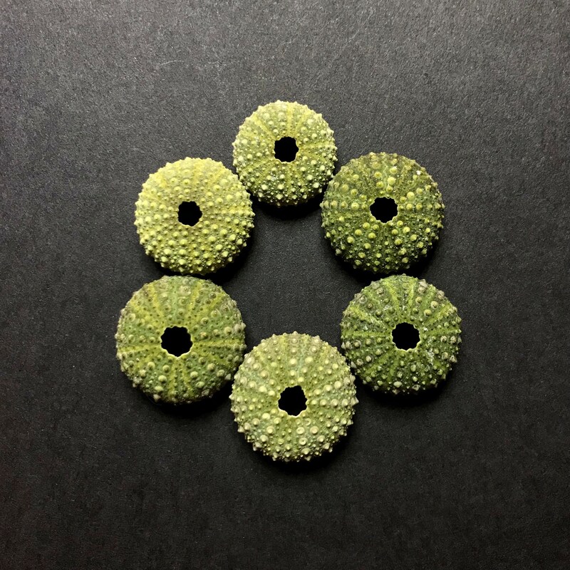 Sea Urchin Shell - Etsy