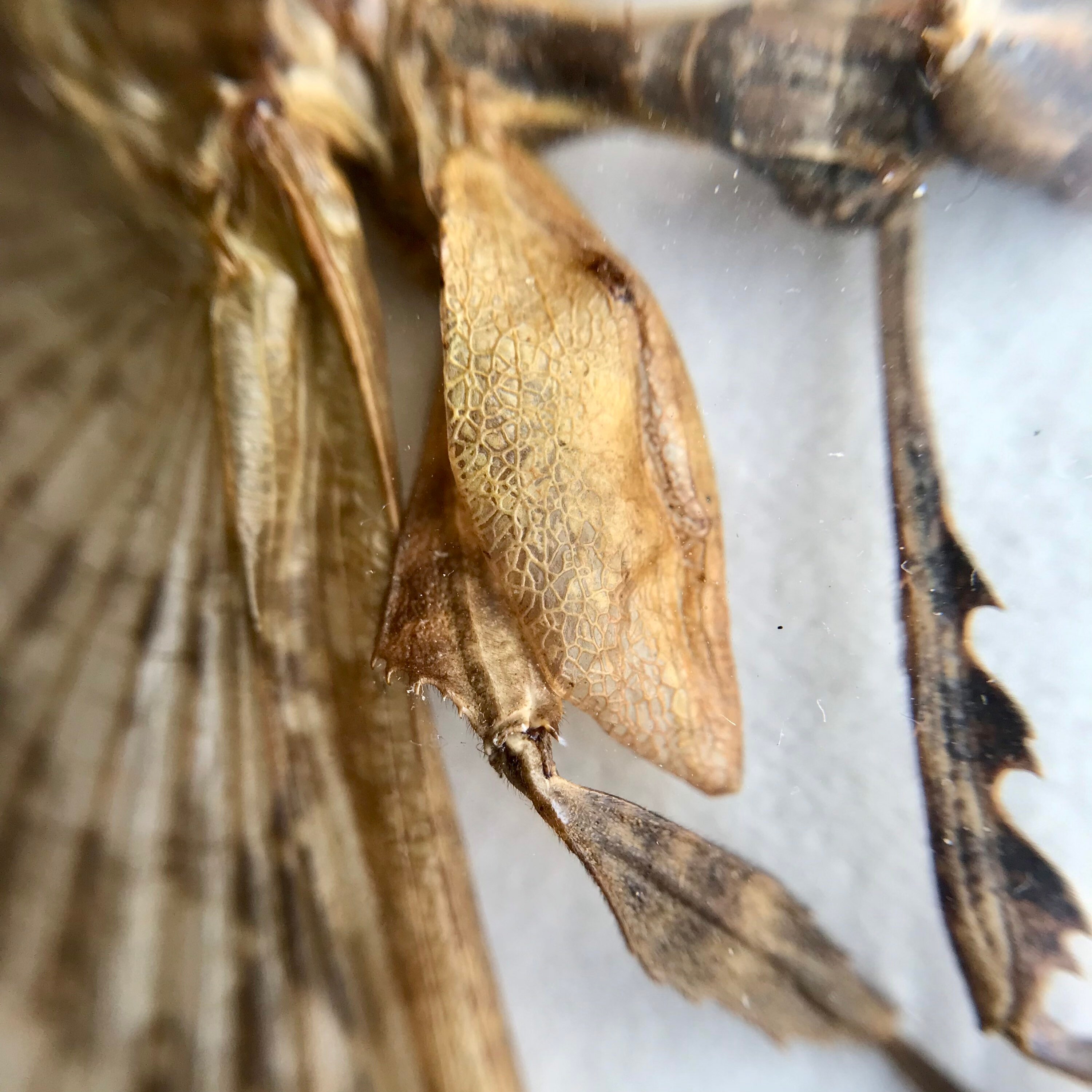 Extatosoma Tiaratum Stick Insect Taxidermy Ready to Be - Etsy