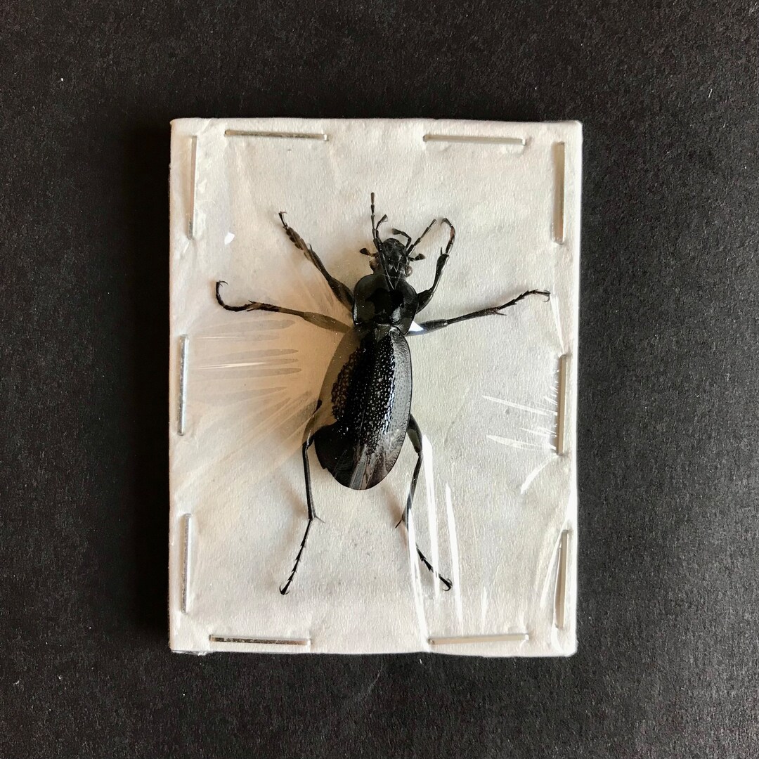 Black Carabus Sp. Ground Beetle Taxidermy Carabidae Specimen Ready to ...