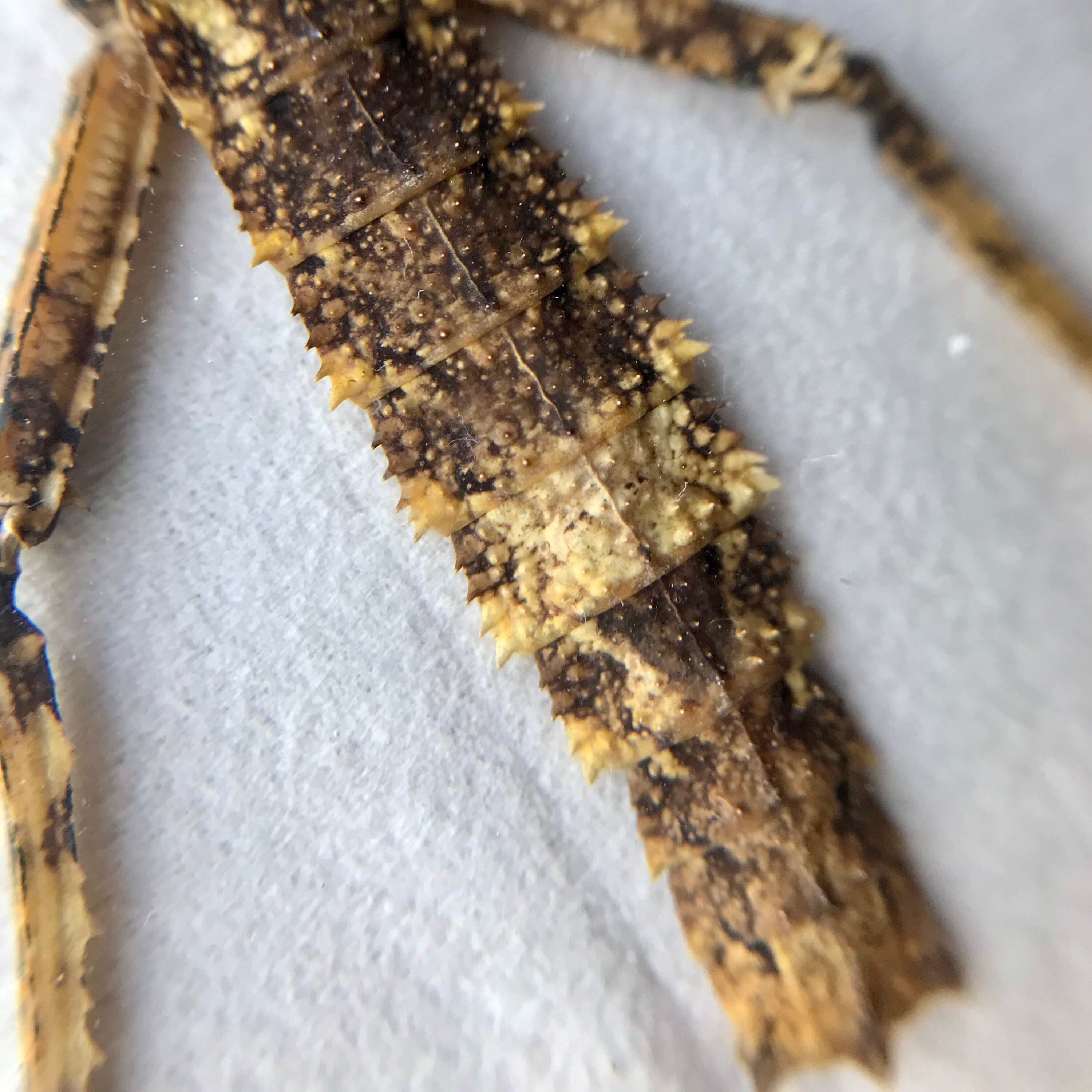 EURYCANTHA INSULARIS Nymph Insect Taxidermy Ready to Be - Etsy