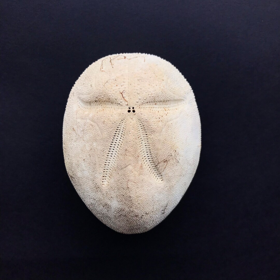 Big Sea Urchin Shell BRISSUS SP. White Natural Sea Shell 7cm / 2.75inch ...