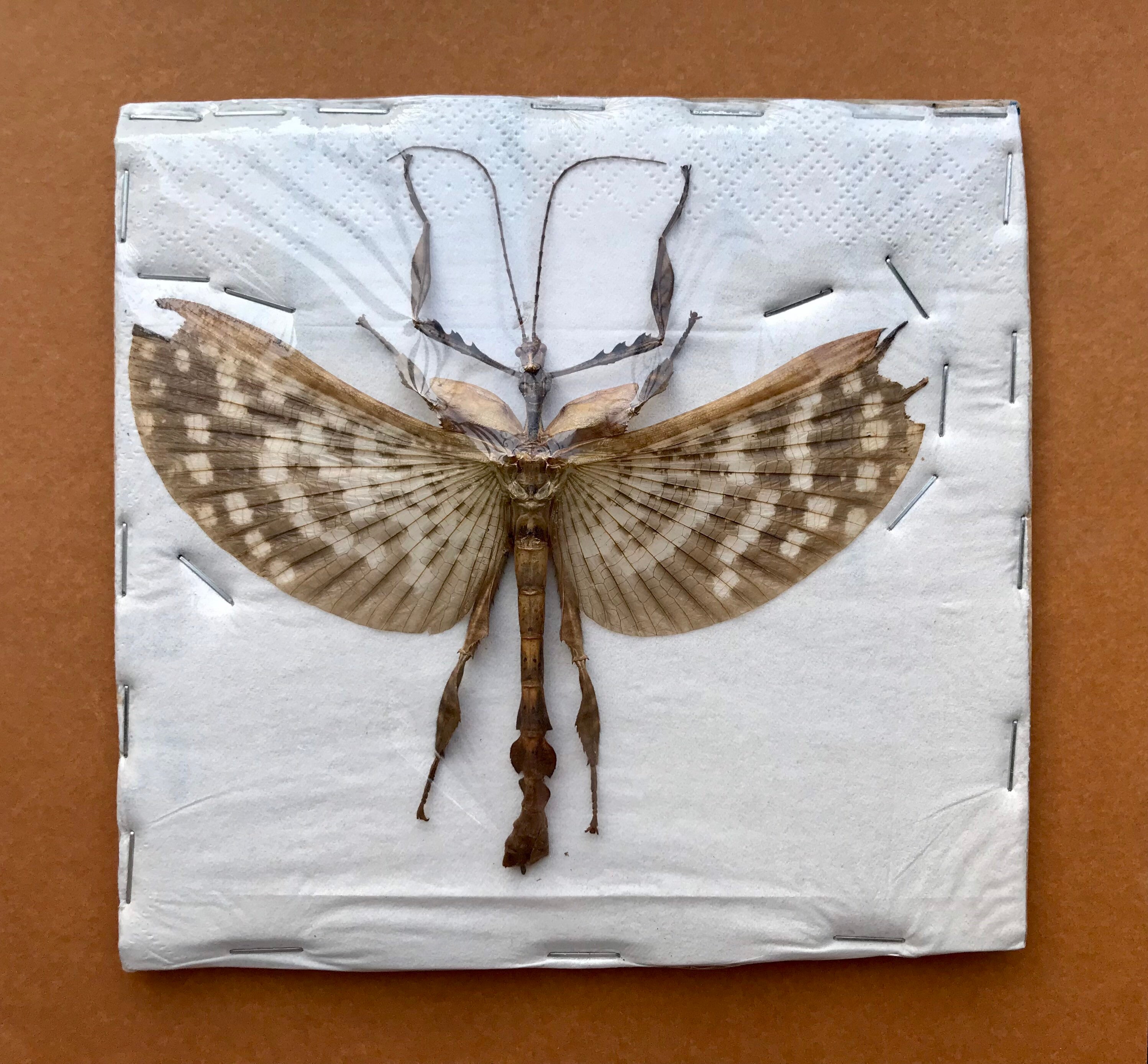 Extatosoma Tiaratum Stick Insect Taxidermy Ready to Be - Etsy