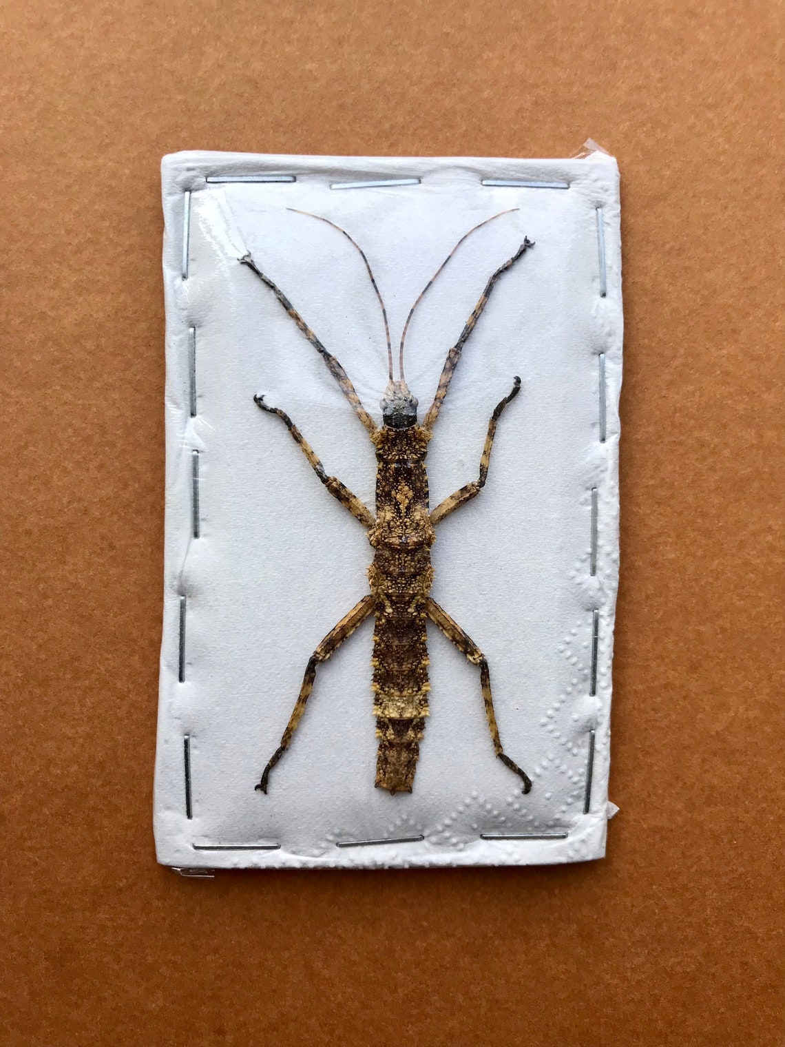 EURYCANTHA INSULARIS Nymph Insect Taxidermy Ready to Be - Etsy