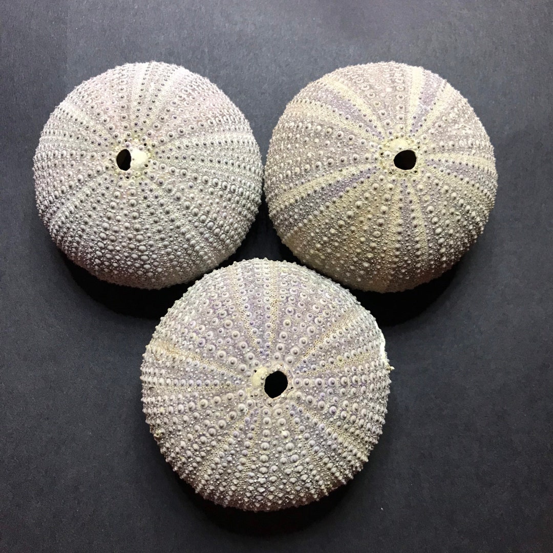 3 Light Purple & Beige Sea Urchin Shells 5.5cm / 2.16inch Natural ...