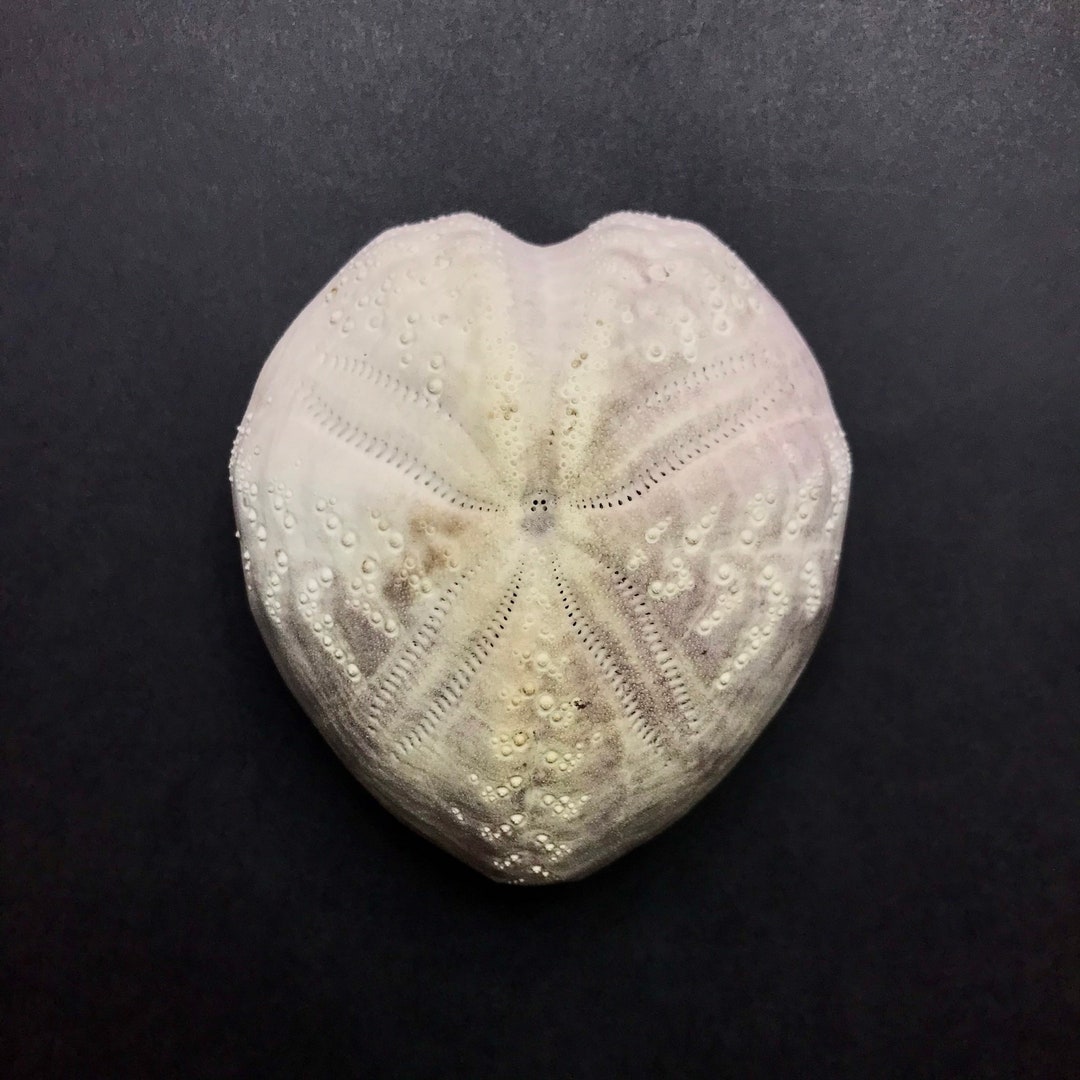 SPATANGUS SP. - 8cm / 3.14inch - Big Heart Sea Urchin - White Natural ...