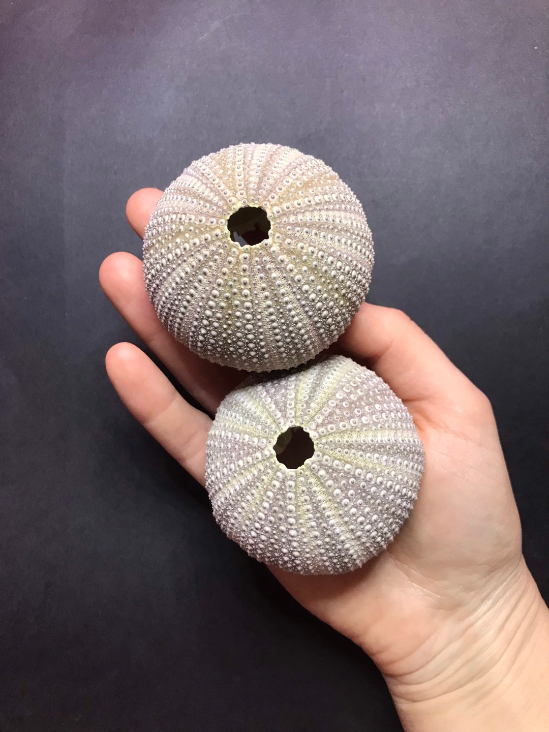 2 Light Purple & Beige Sea Urchin Shells 6cm / 2.36inch - Natural ...
