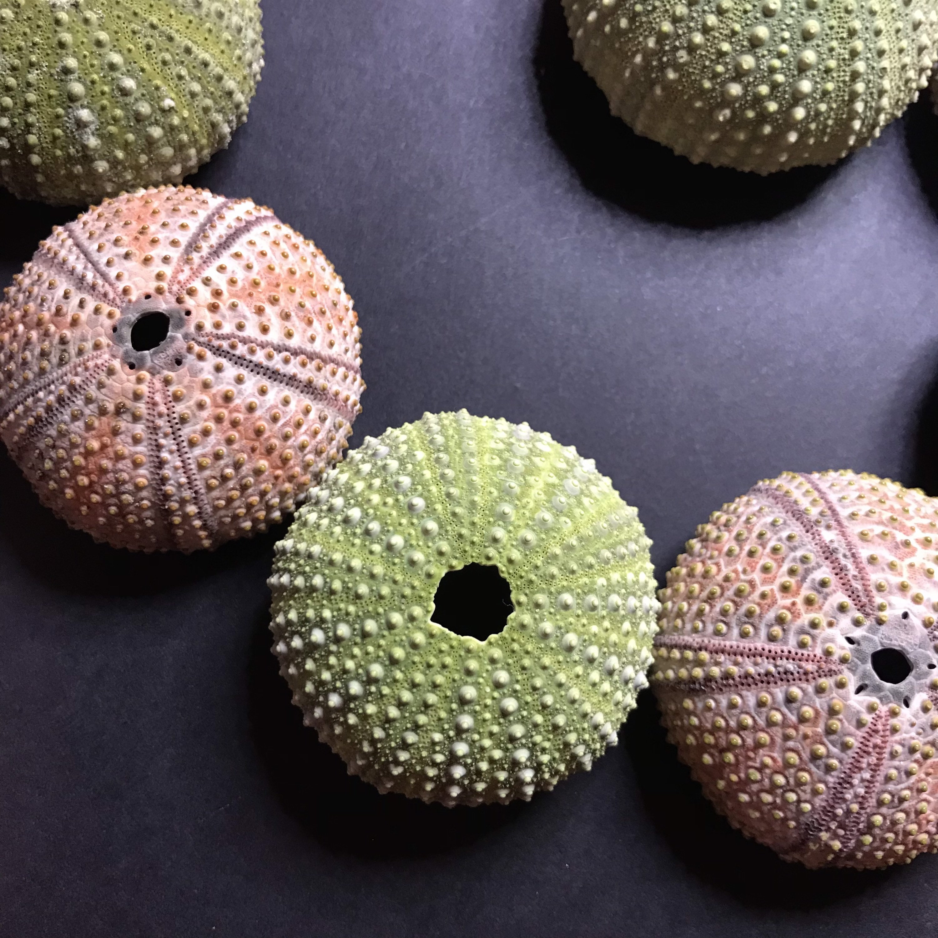 15 Colorful Sea Urchins Real Green and Pinkish-orange Urchin Shells for ...