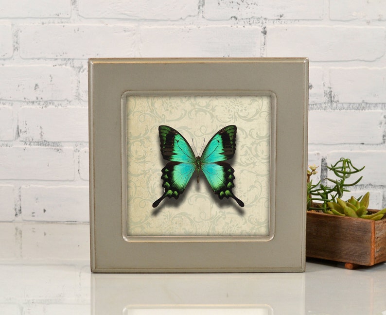 20x20cm Realistic Looking Real Life Sized Butterfly Poster - Etsy