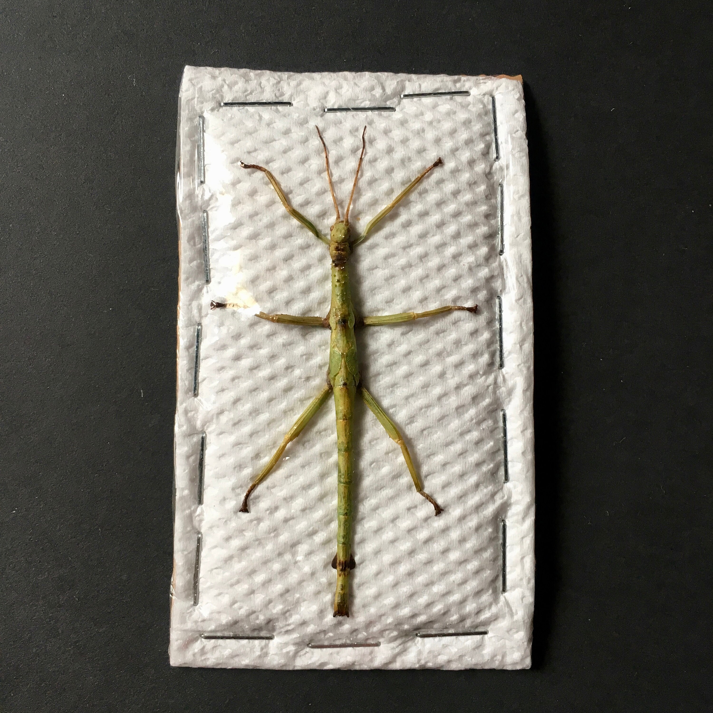 Diapherodes Gigantea Stick Insect Taxidermy Ready to Be - Etsy