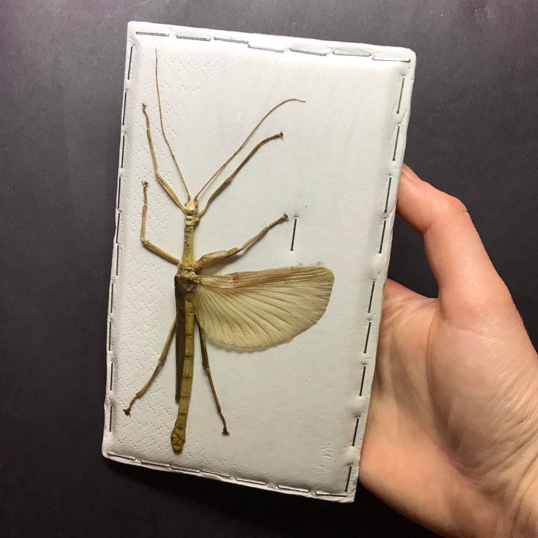 Diapherodes Gigantea Stick Insect Taxidermy Ready to Be Framed ...