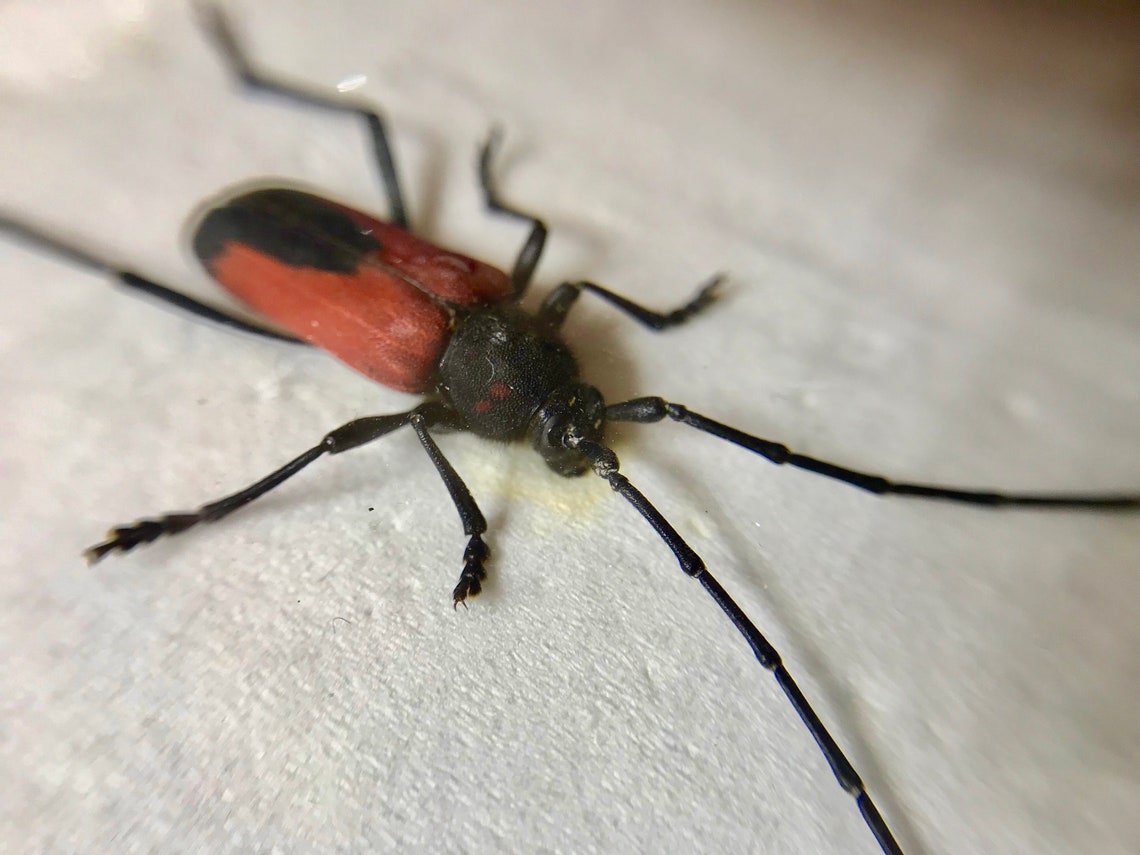 PURPURICENUS Sp Red Beetle Taxidermy Dried Unmounted | Etsy