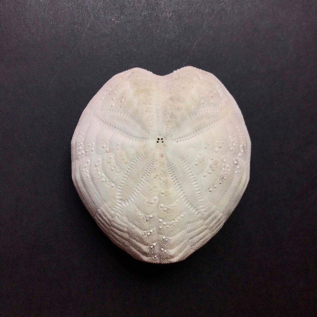SPATANGUS SP. 6.7cm / 2.63inch Big Heart Sea Urchin White Natural Sea ...