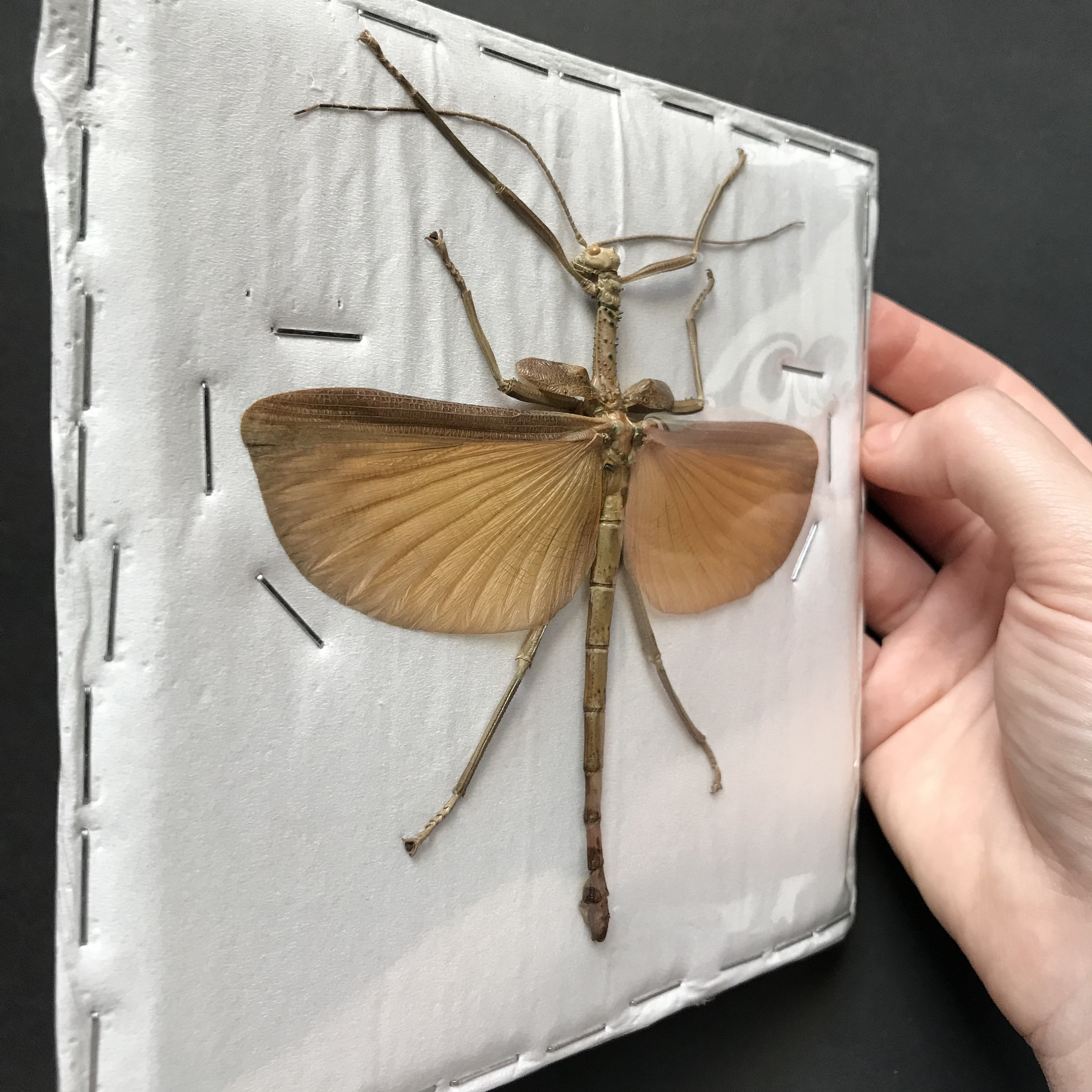 Diapherodes Gigantea Stick Insect Taxidermy Entomology - Etsy