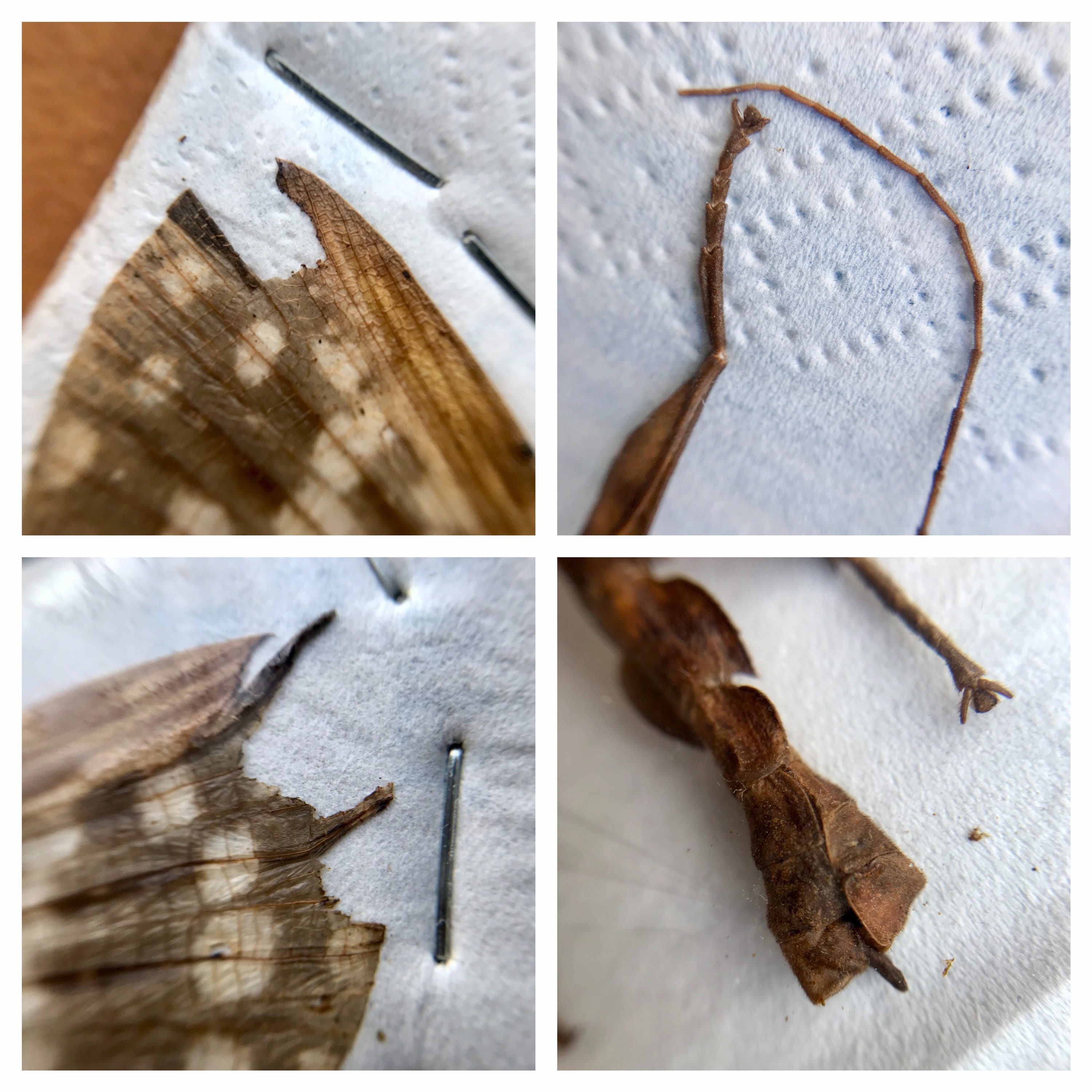 Extatosoma Tiaratum Stick Insect Taxidermy Ready to Be - Etsy