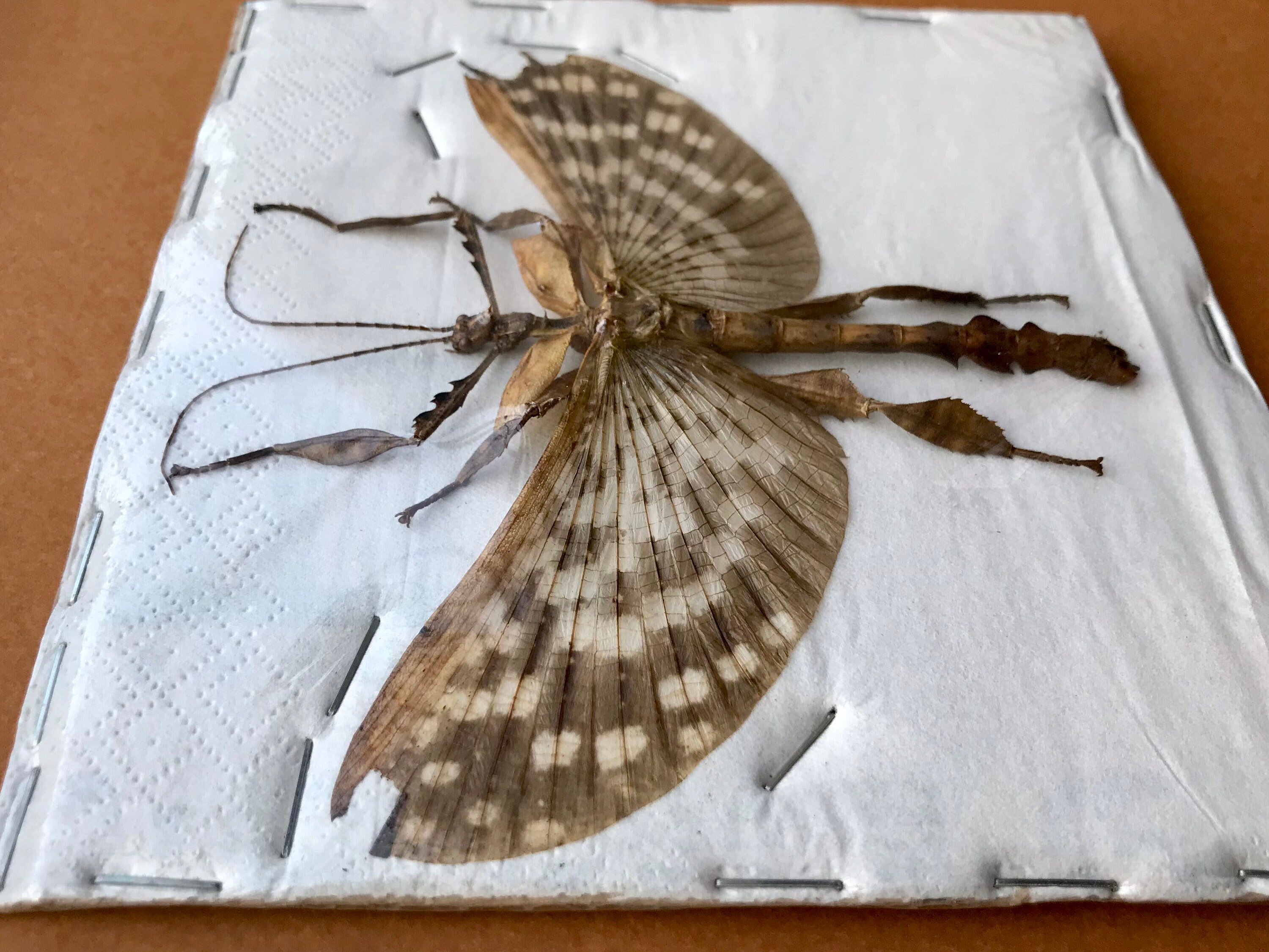 Extatosoma Tiaratum Stick Insect Taxidermy Ready to Be - Etsy