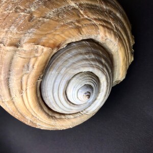 Real Natural Tonna Galea Seashell Untreated Piece Tun Sea - Etsy