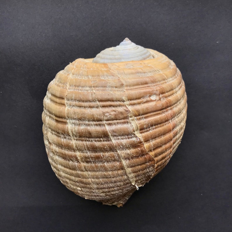 Real Natural Tonna Galea Seashell Untreated Piece Tun Sea - Etsy