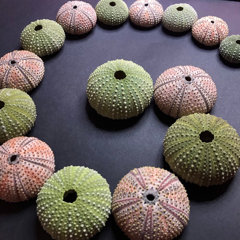 15 Colorful Sea Urchins Real Green and Pinkish-orange Urchin Shells for Crafts, Collection & DIY ...