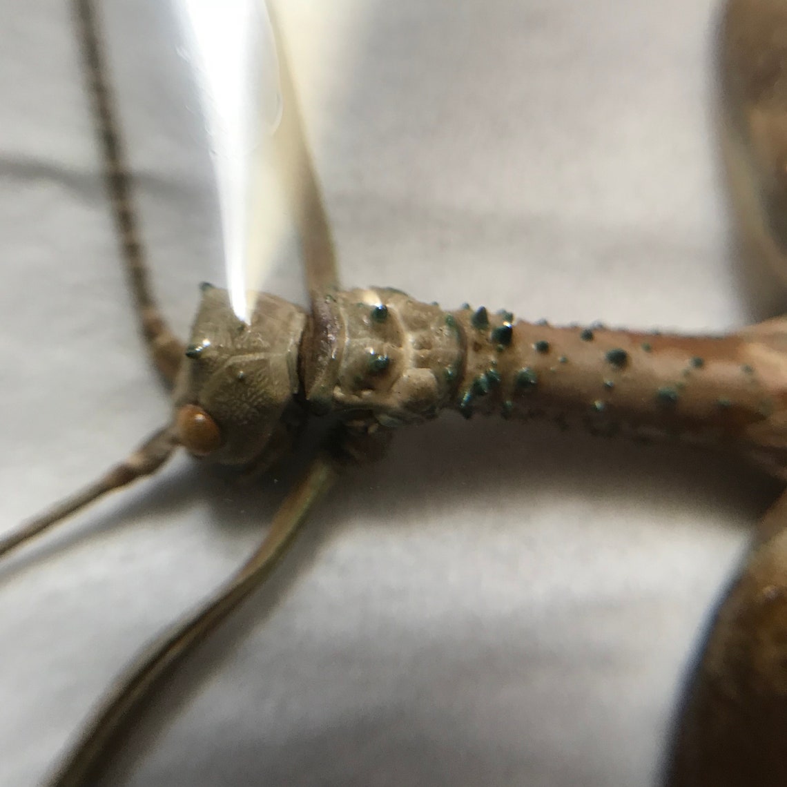 Diapherodes Gigantea Stick Insect Taxidermy Dried Unmounted - Etsy
