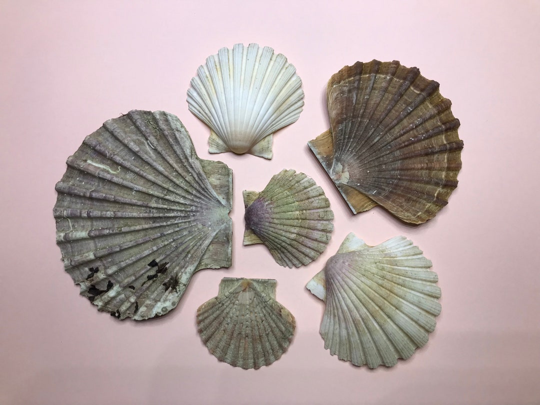 6 Scallop Shells UNMATCHING Scallop Sea Shells Jewelry & Craft Supply ...