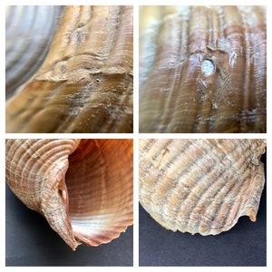 Real Natural Tonna Galea Seashell Untreated Piece Tun Sea - Etsy